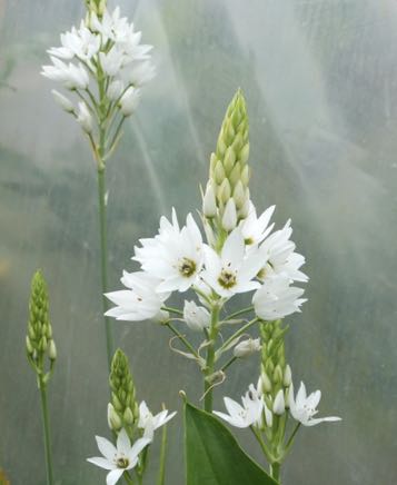 The sound of rubbing stems and Dove’s dung - by Bob Flowerdew