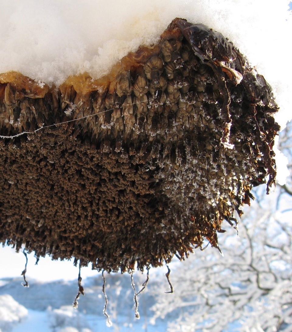 Don’t stop the rot - by John Walker