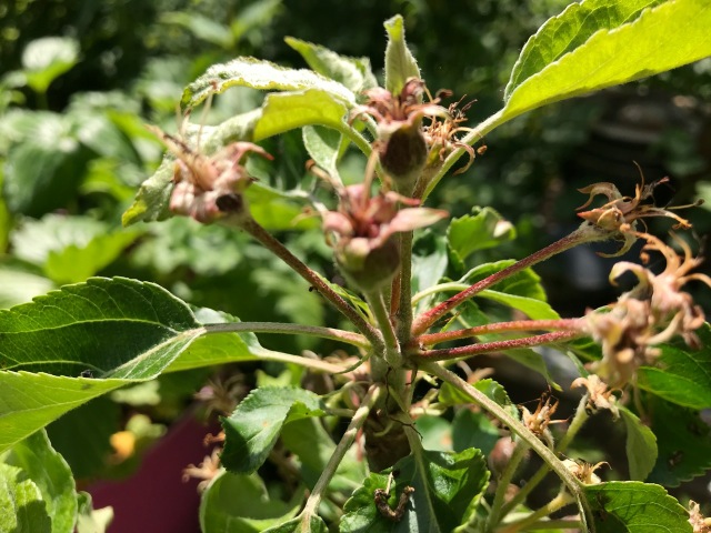 What is the June Drop? - by Jean Vernon