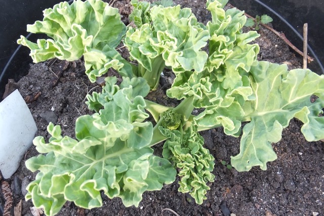 Sea Kale - by Bob Flowerdew