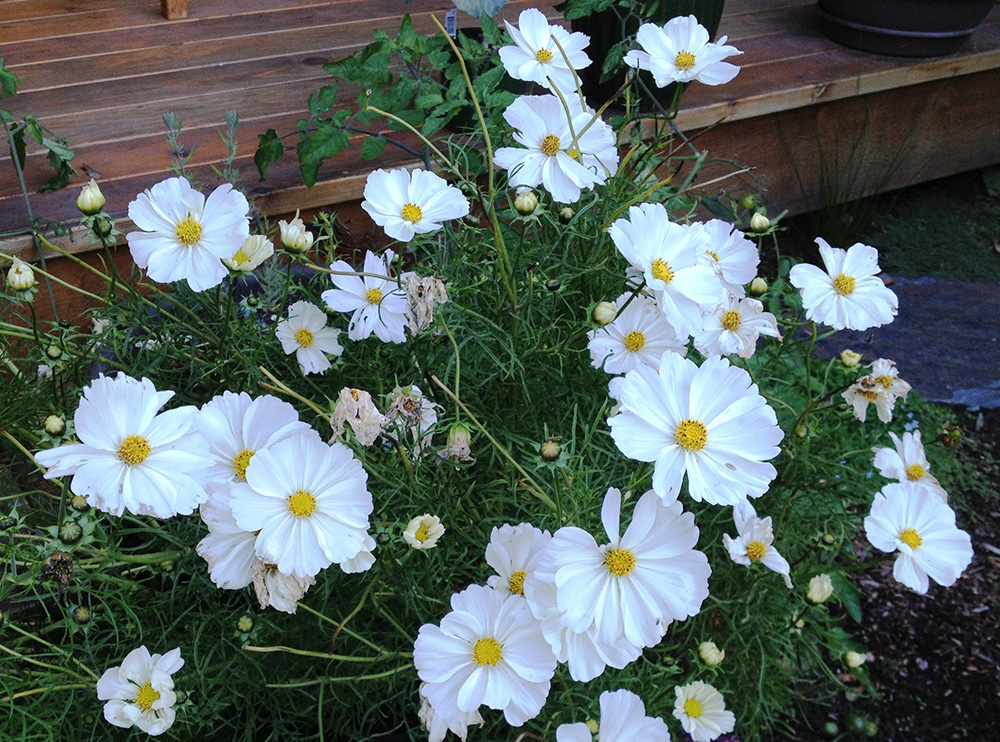 Plant and Prune Now?—Dan Robinson tells why - by Mary-Kate Mackey