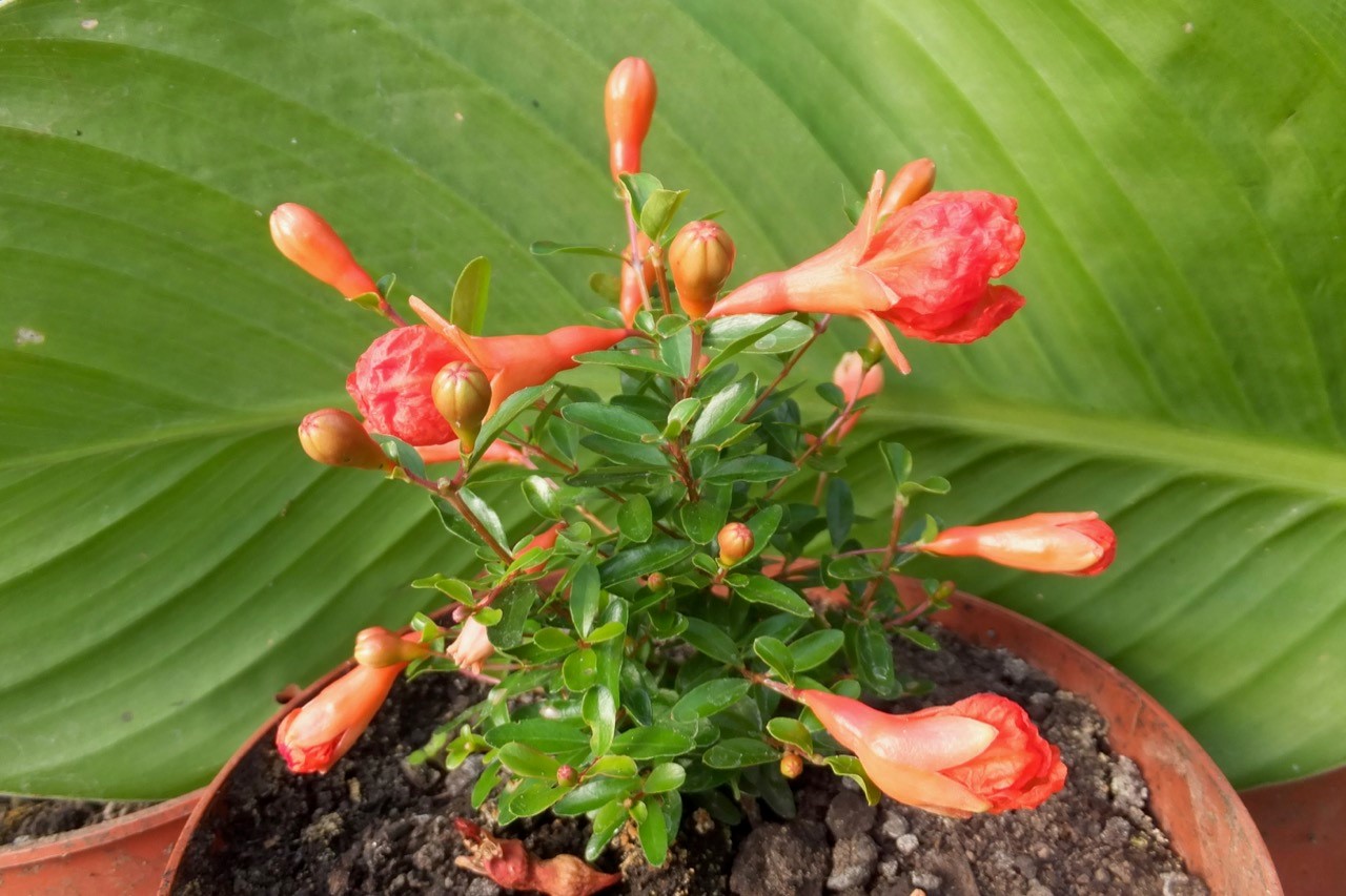 Dwarf Pomegranate - by Bob Flowerdew