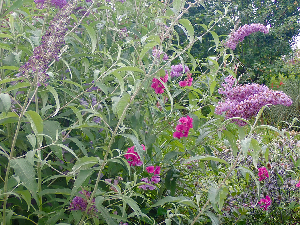 The Times they are a Changing - by Val Bourne