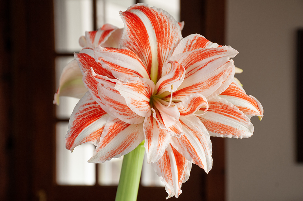 Success with Amaryllis in the Greenhouse - by Mary-Kate Mackey