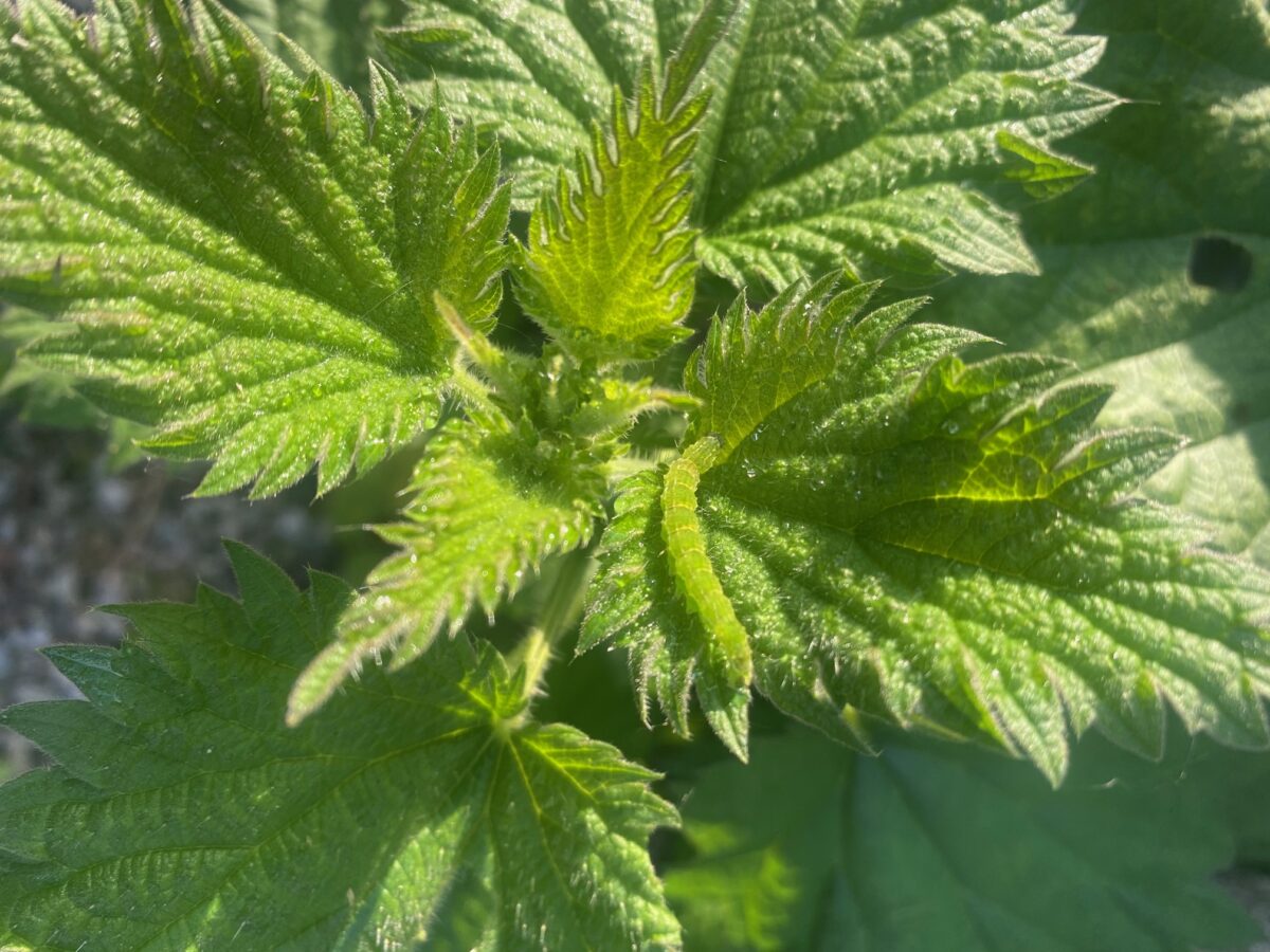 What’s so great about stinging nettles - by Jean Vernon