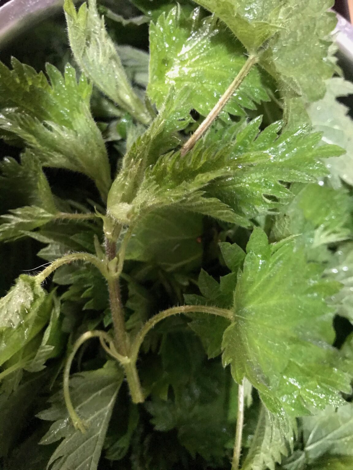 What’s so great about stinging nettles - by Jean Vernon